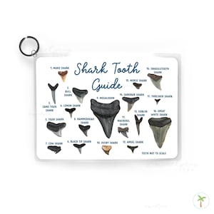 Shark Tooth Fossil Guide, Shark Tooth Reference Guide, Beach Guide ...