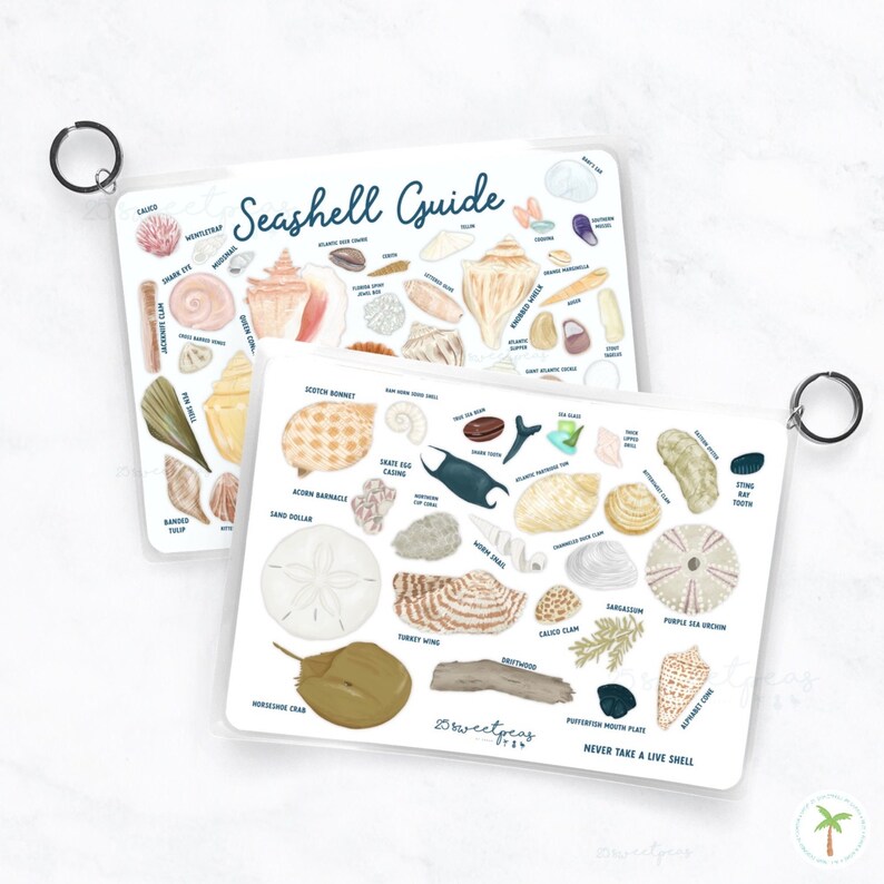 Seashell Guide Shell Reference Guide Beach Guide Waterproof - Etsy