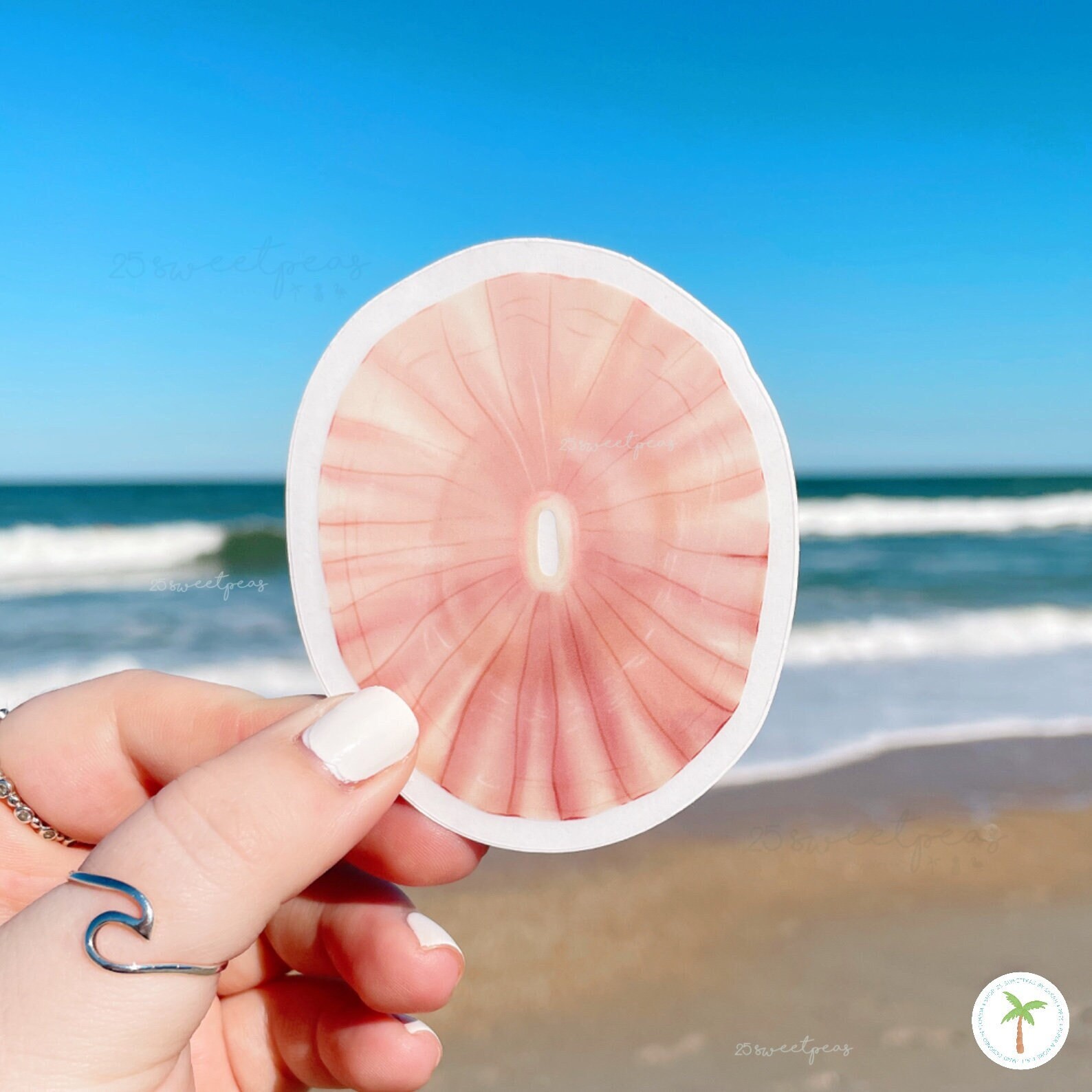 Limpet Seashell Sticker , Birth Shell Sticker, Matte Clear Weatherproof ...