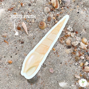 Auger Birth Shell Sticker ,sea Shell Sticker , Matte Clear Weatherproof ...