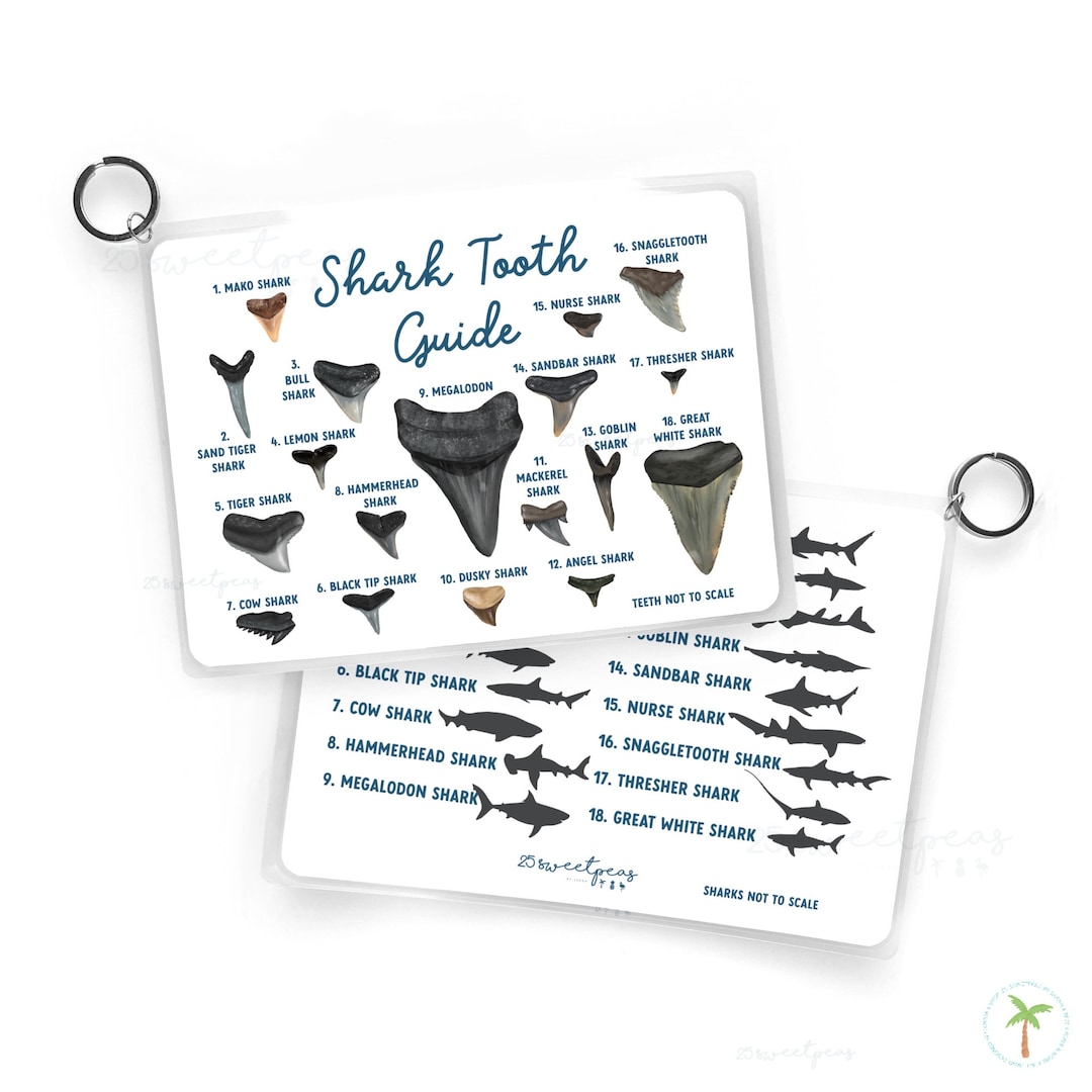 Shark Tooth Identification Guide: Waterproof Beach Reference, Shark ...