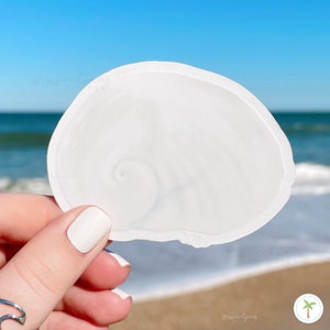 Baby's Ear Sea Shell Sticker , Birth Shell Sticker, Matte Clear ...