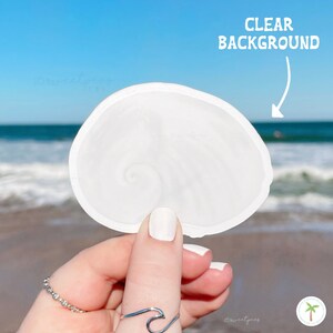 Baby's Ear Sea Shell Sticker , Birth Shell Sticker, Matte Clear ...