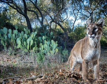 Catamount Baby Mountain Lion Exploring His Kingdom Giclee - Etsy