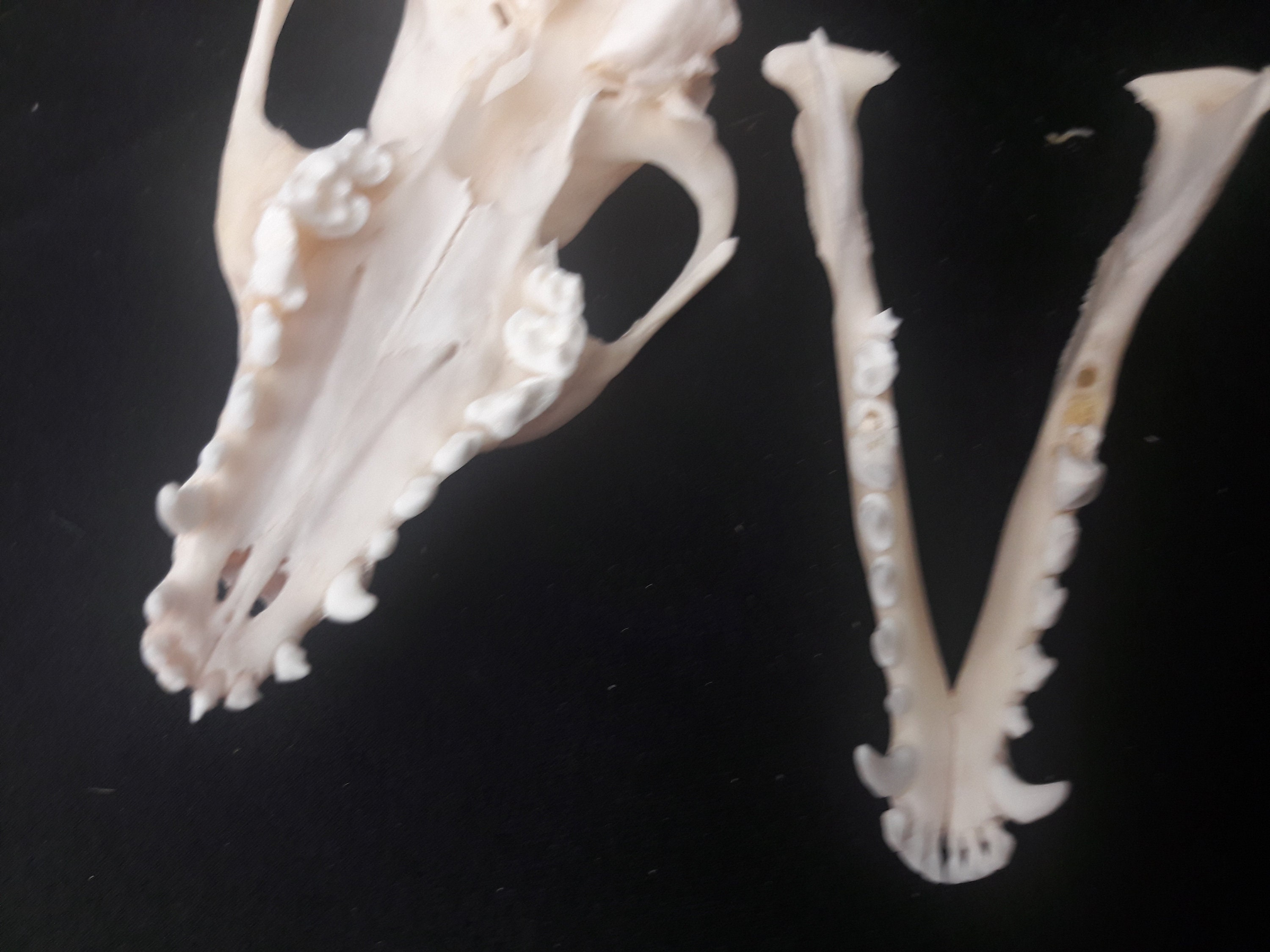 Raccoon dog / Tanuki skull Viverrin Hundekopf | Etsy