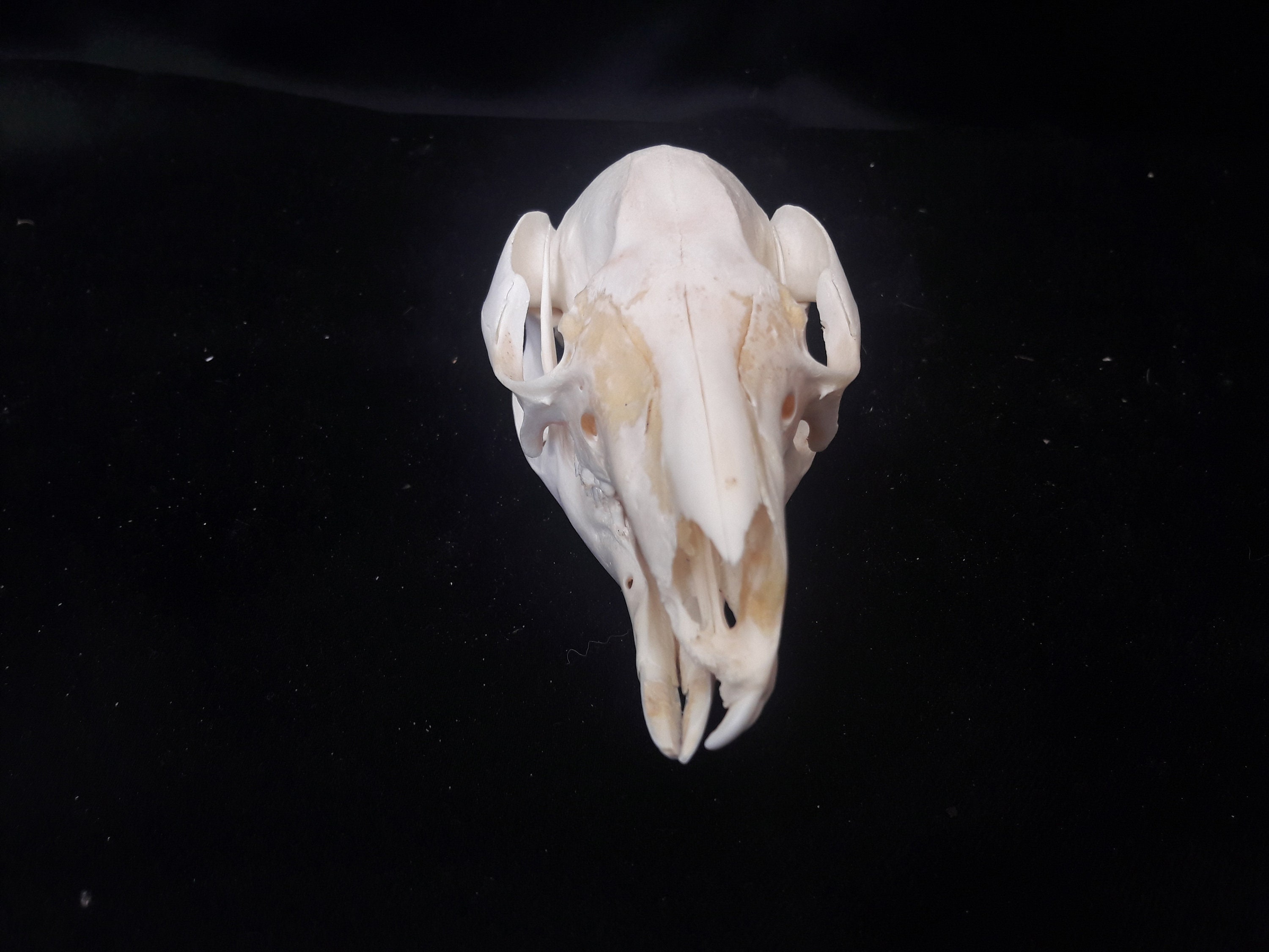 Wallaby wry nose skull / Skull of wallaby with | Etsy