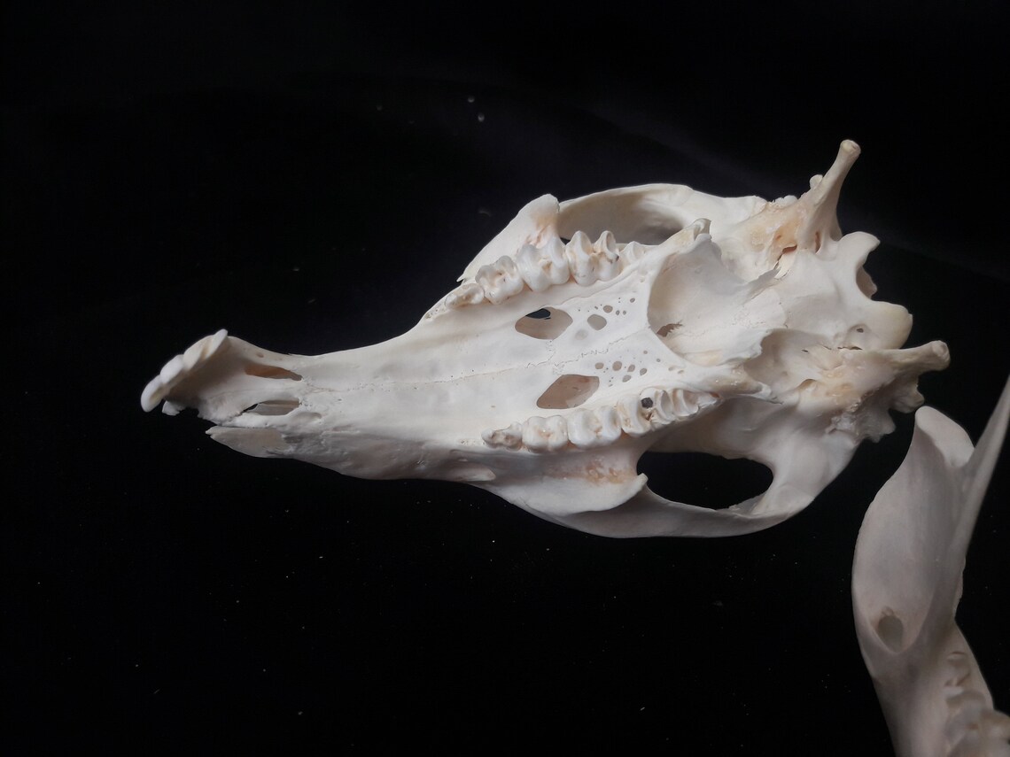Wallaby wry nose skull / Skull of wallaby with | Etsy