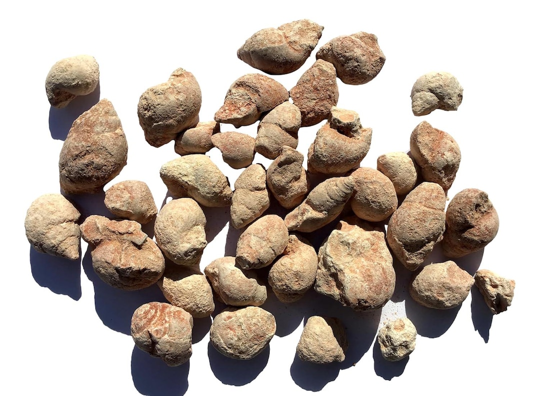 Bulk Educational Pink Gastropod Fossils - 1/2lb - Approx 25 Pieces - Etsy