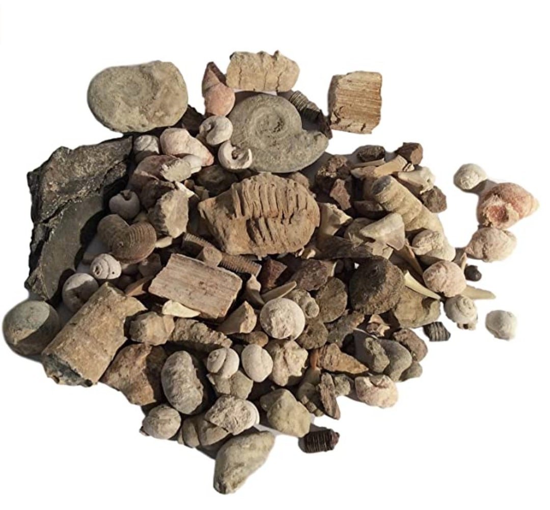 Variety Mix of Real Genuine Bulk Fossils 1 Lb 30 Pieces - Etsy