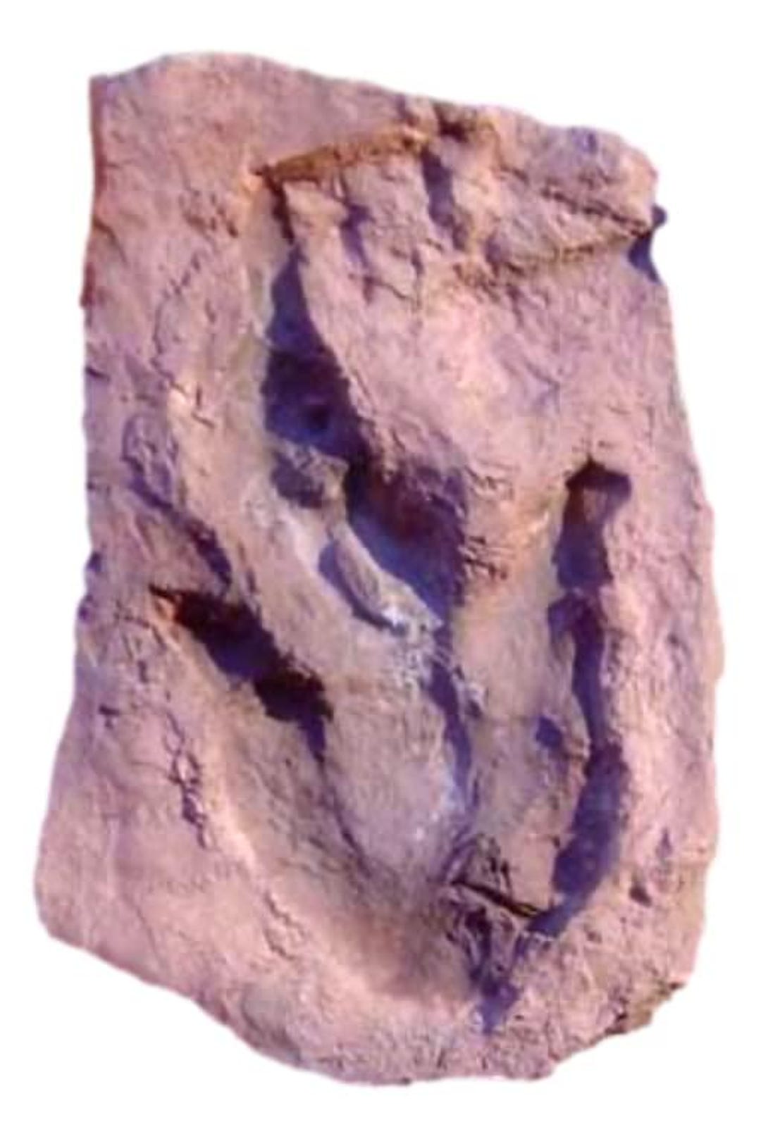 Grallator Dinosaur Footprint Track Fossil Replica With Mud Crack - 3" X ...