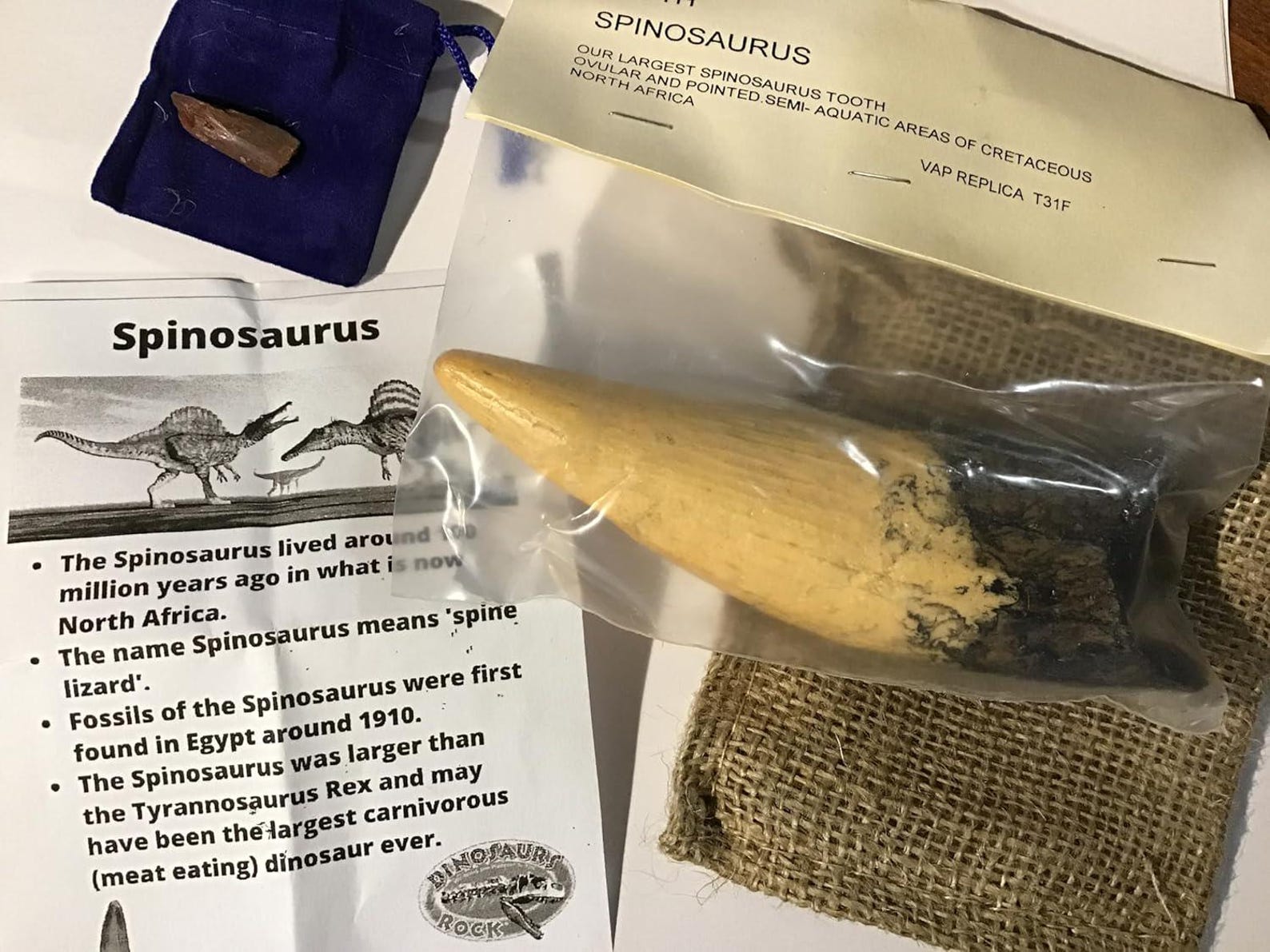 Biggest Spinosaurus Tooth Ever! Cast Replica Specimen. With Bonus ...