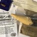 Biggest Spinosaurus Tooth Ever! Cast Replica Specimen. With Bonus ...