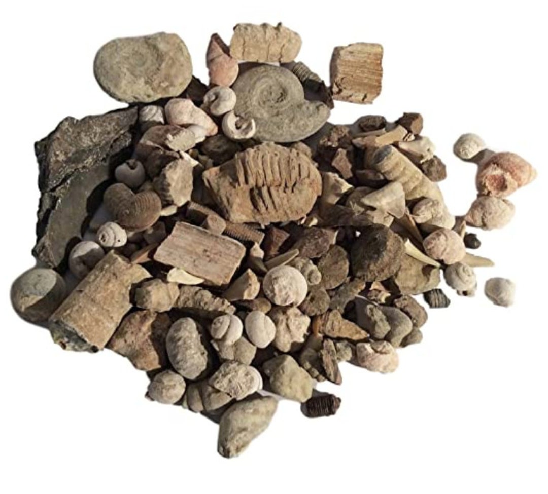 Bulk Genuine Fossil Mix - Wide Variety - 1/2 Pound - 20+ Specimens - Etsy
