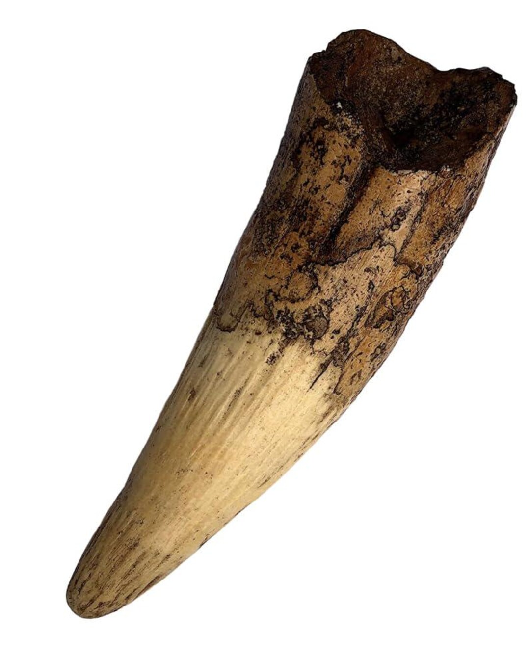 Biggest Spinosaurus Tooth Ever! Cast Replica Specimen. With Bonus ...