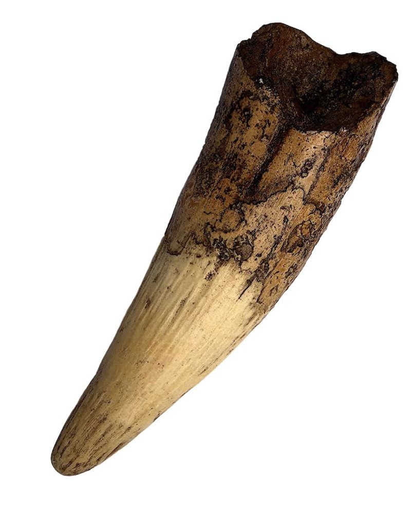 Biggest Spinosaurus Tooth Ever Cast Replica Specimen. With Bonus ...