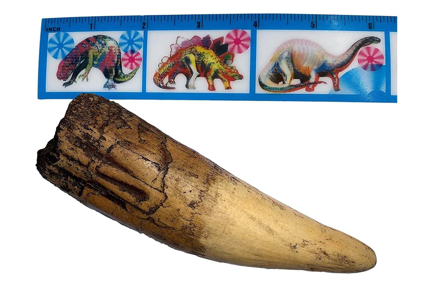 Biggest Spinosaurus Tooth Ever! Cast Replica Specimen. With Bonus ...