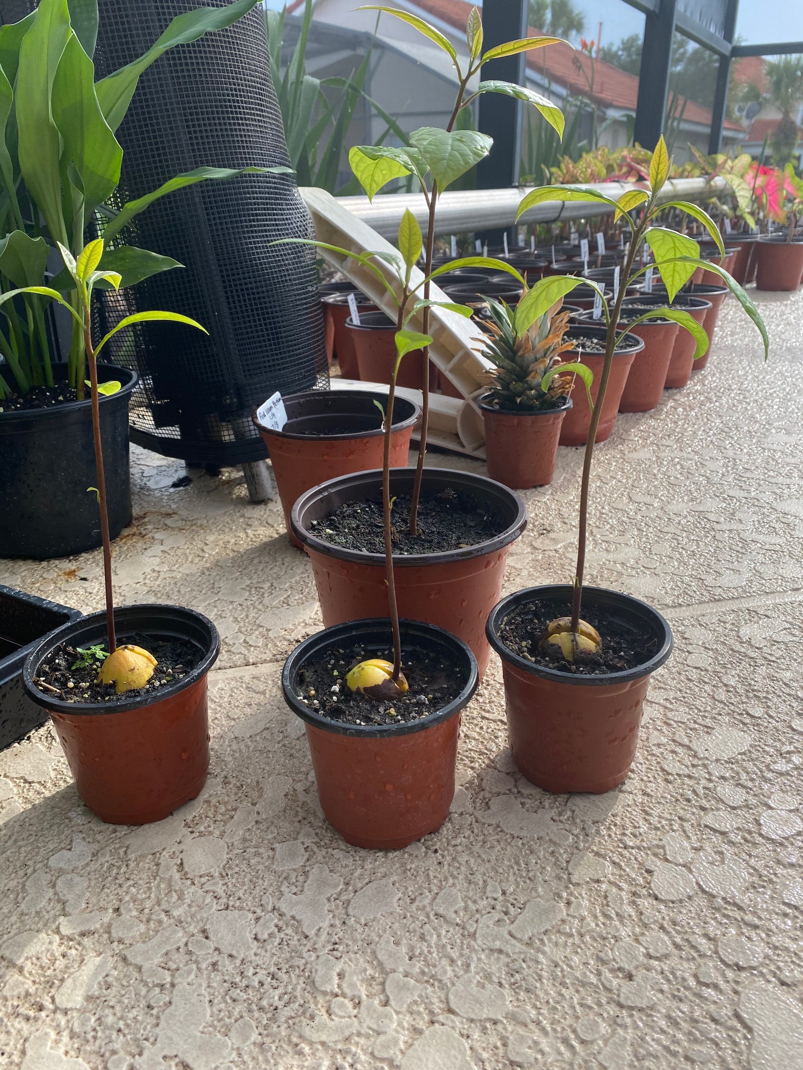 Live Hass Avocado Tree Seedling | Etsy