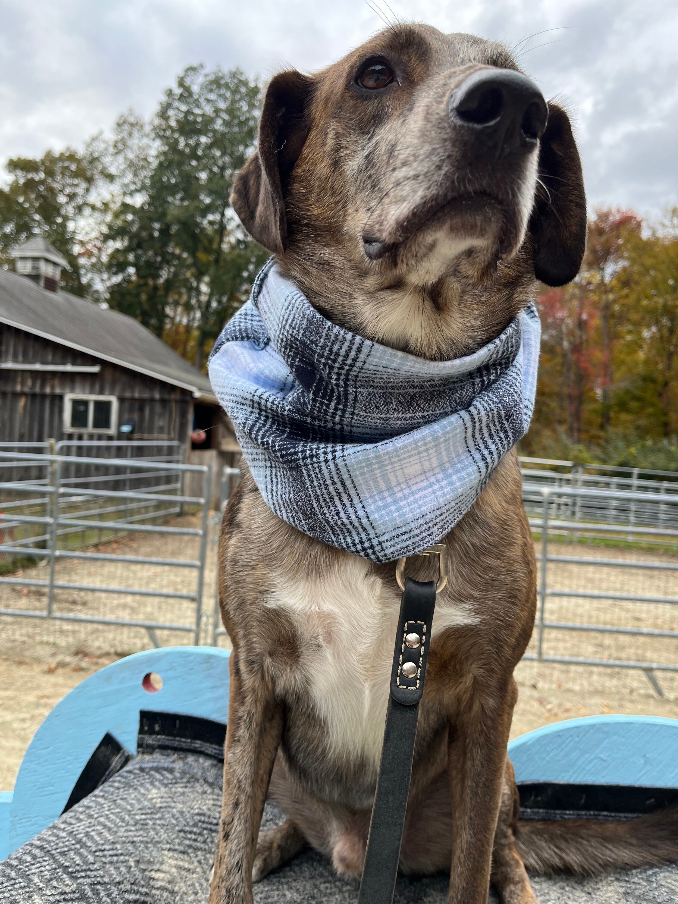 Dog Infinity Scarf Navy Plaid Flannel Dog Twist Scarf Dog Bandana ...