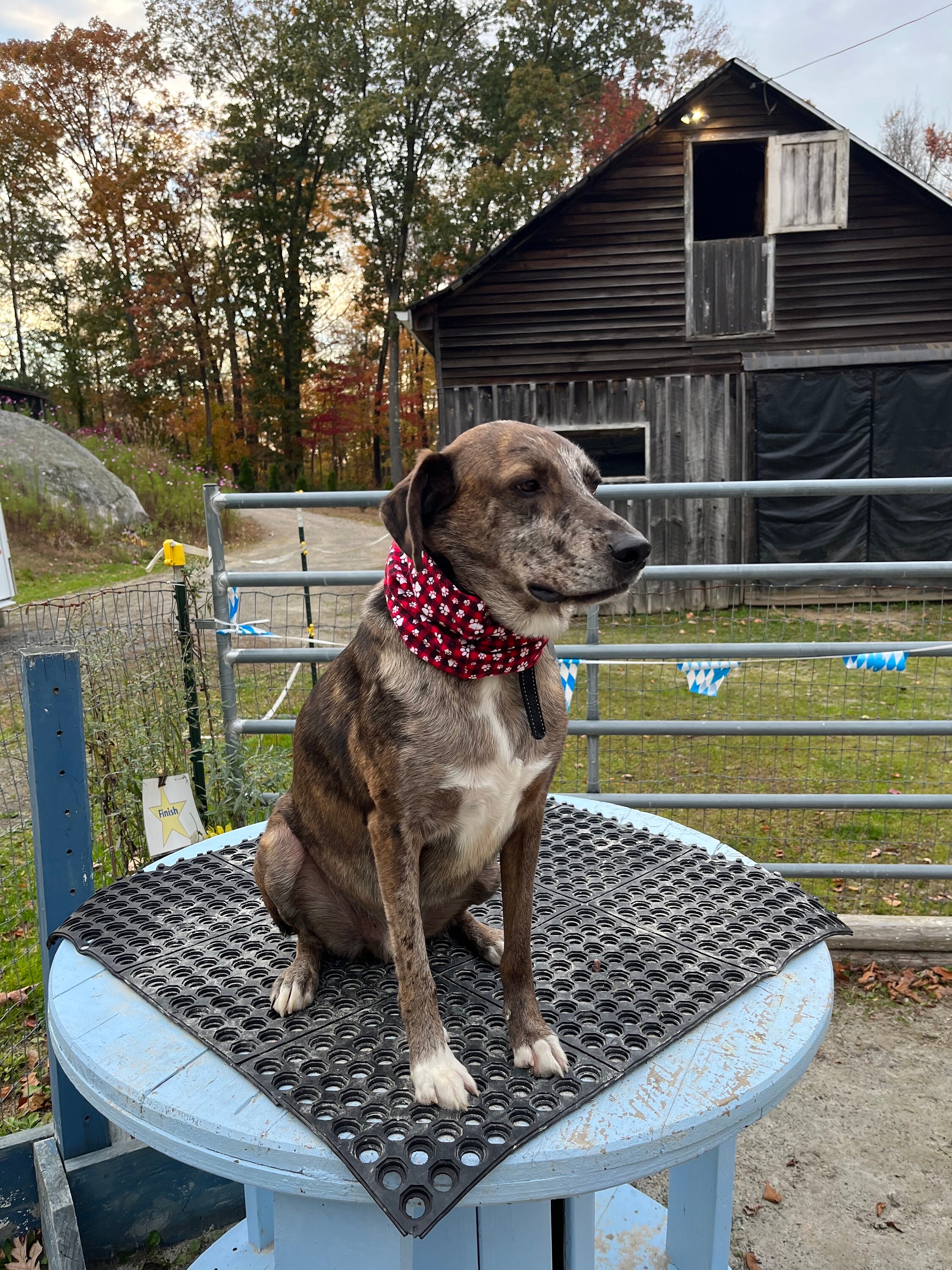 Dog Infinity Scarf Navy Plaid Flannel Dog Twist Scarf Dog Bandana ...