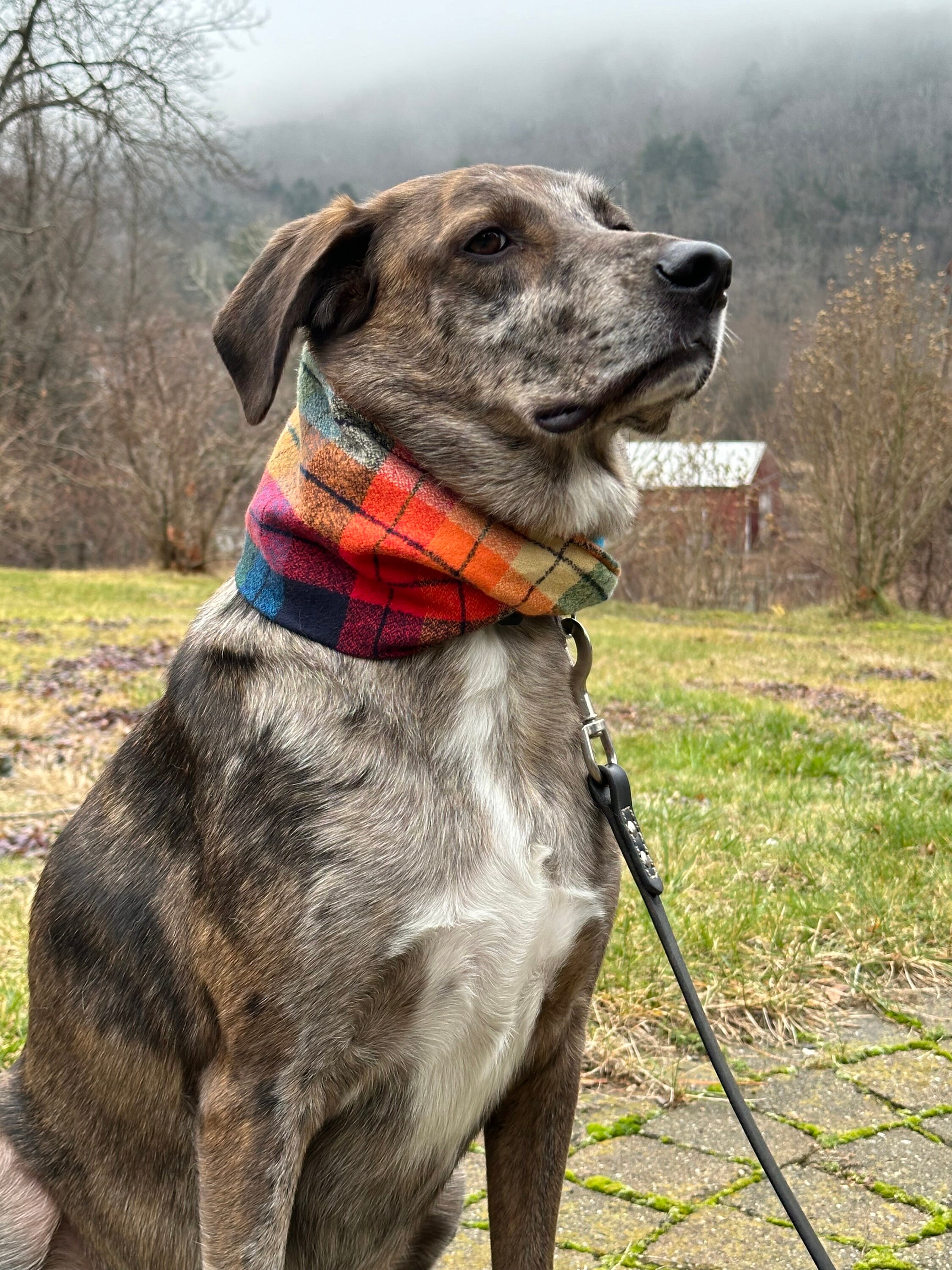 Dog Infinity Scarf, Multi Color Ombre Plaid, Dog Twist Scarf, Dog Mom ...