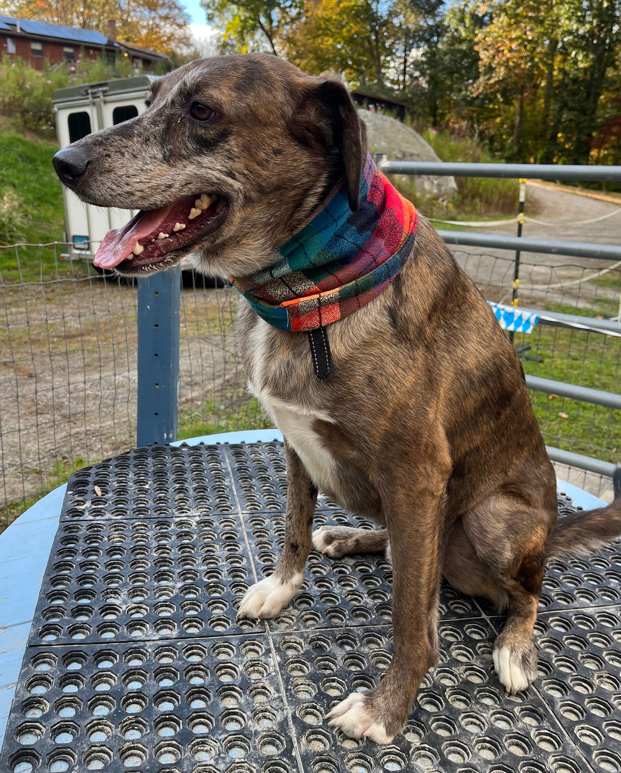 Dog Infinity Scarf, Multi Color Ombre Plaid, Dog Twist Scarf, Dog Mom ...