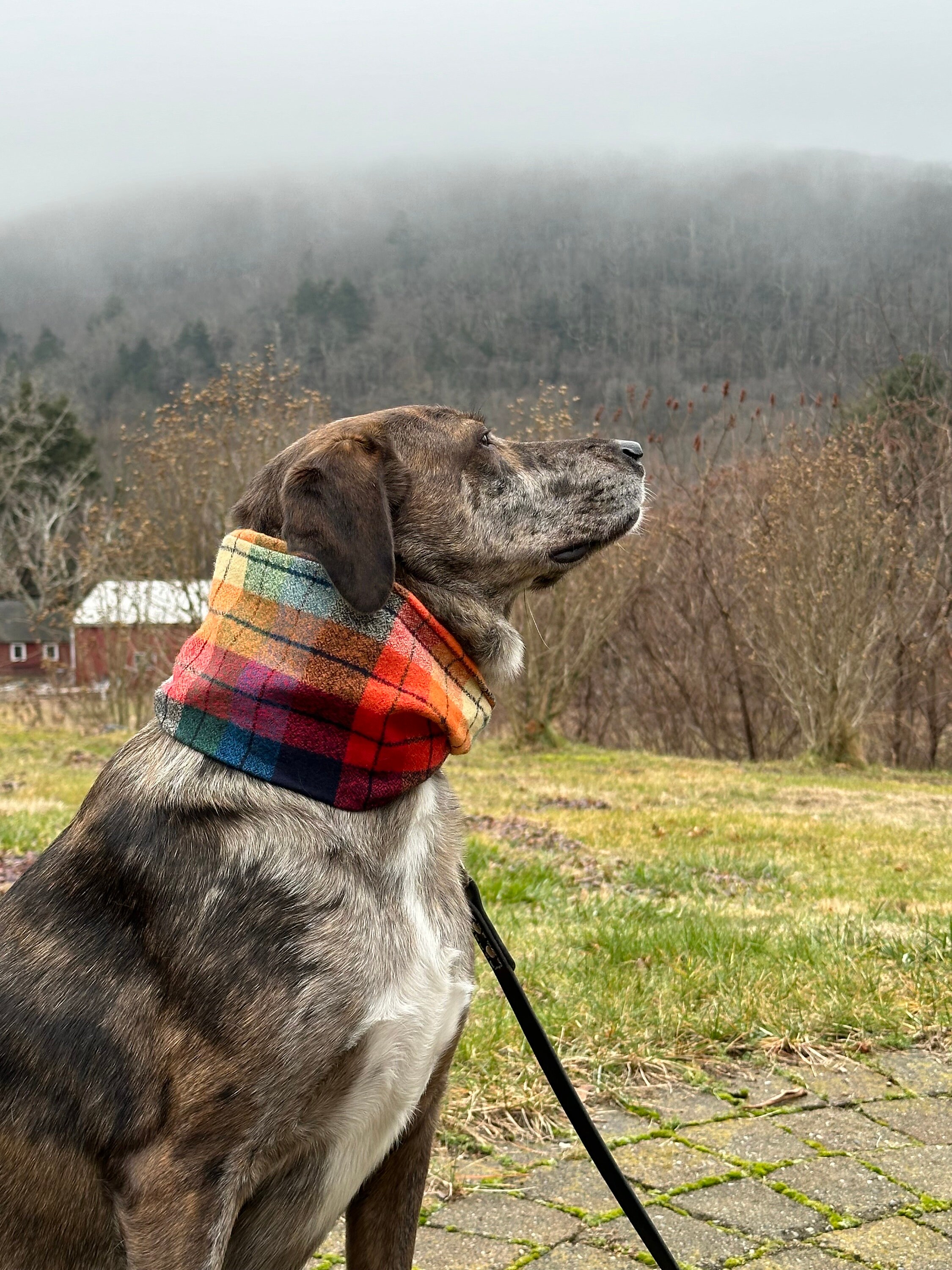 Dog Infinity Scarf, Multi Color Ombre Plaid, Dog Twist Scarf, Dog Mom ...