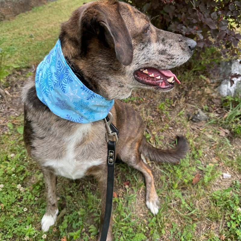 Dog Scarf - Etsy