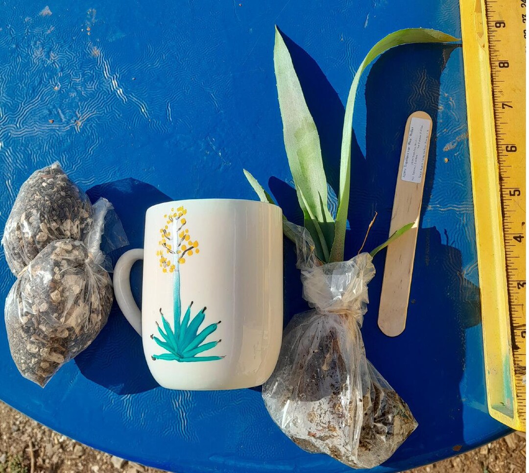 Blue Agave Coffee Mug Kit With 7 to 8 Inch Agave Tequilana Plant - Etsy