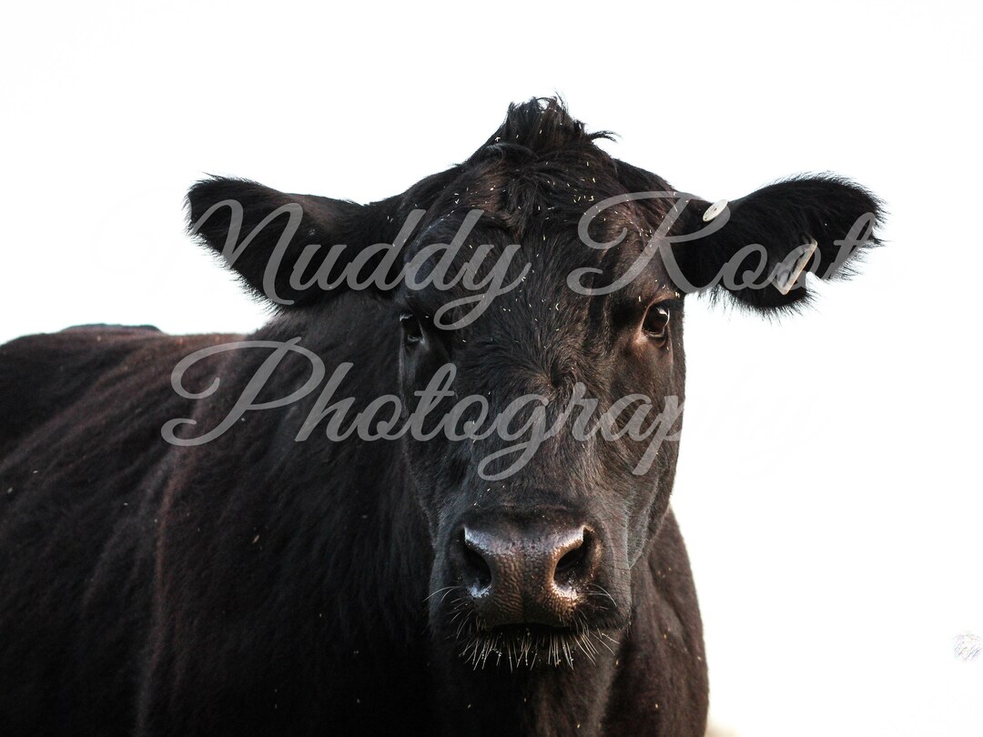 Angus Cow With White Background - Etsy