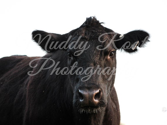 Angus Cow With White Background | Etsy