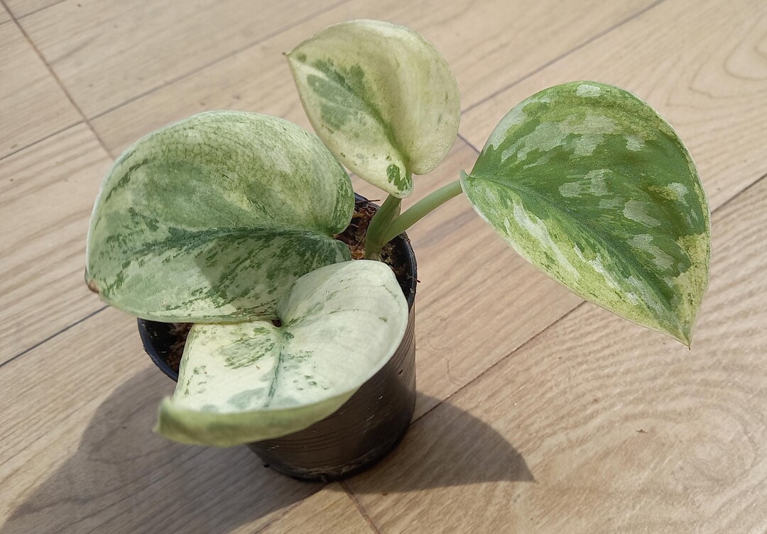 Scindapsus Exotica Hologram Variegated - Etsy