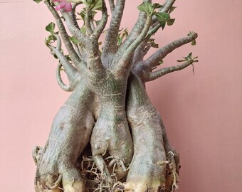 Exotic Desert Rose Starter Kit 3 Adenium Socotranum Seeds, Unique Home ...