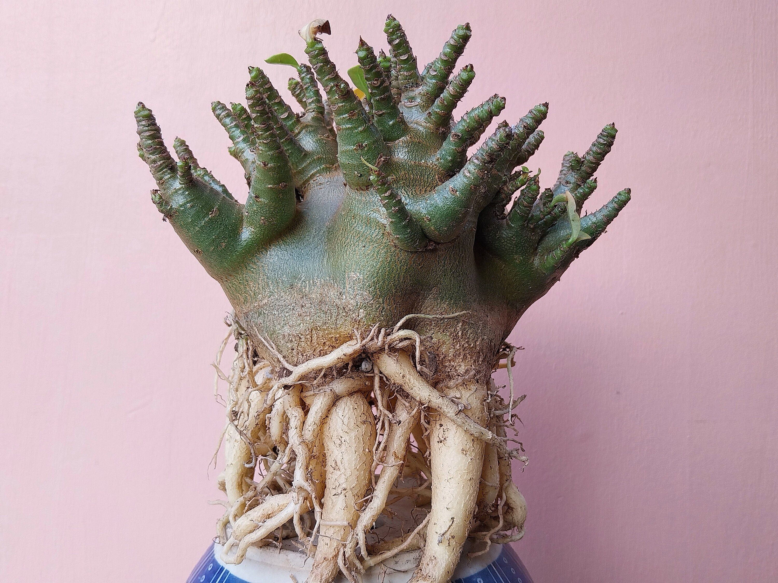 Desert Rose Adenium Arabicum Dark Skin - Etsy