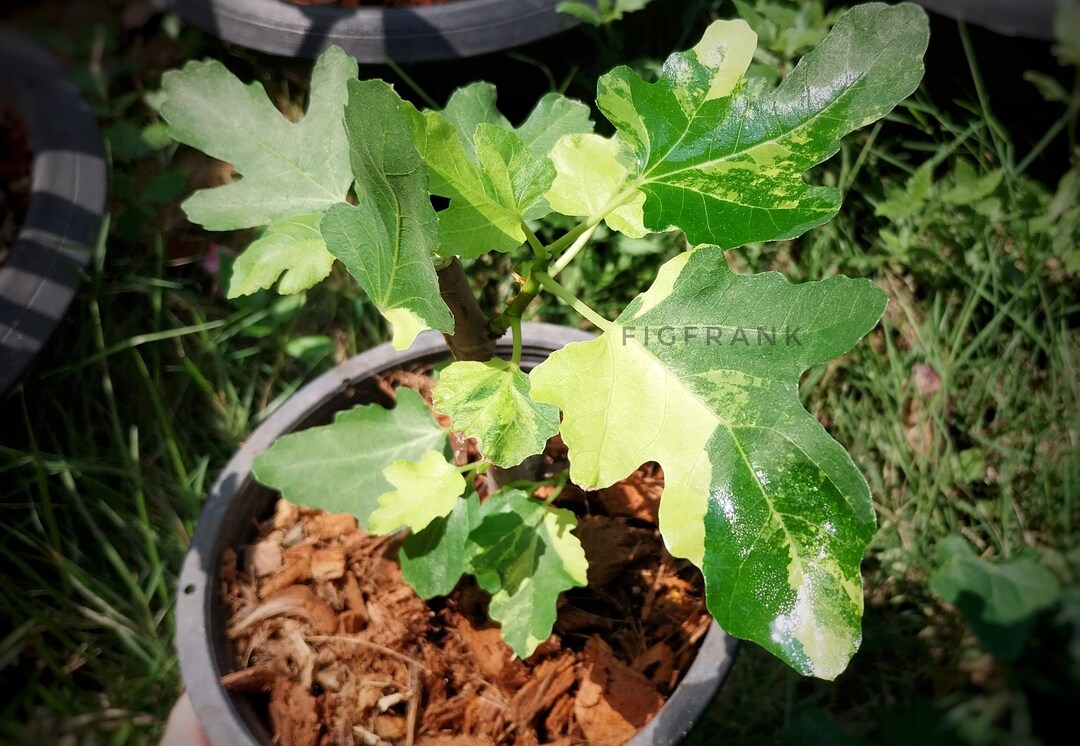 Jolly Tiger Fig Tree Siz Pot 8 Inch - Etsy