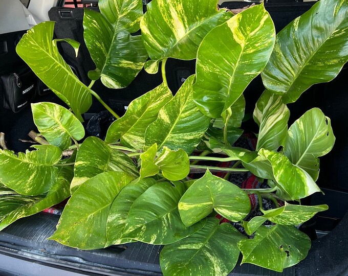 Rooted Giant Hawaiian Pothos Node - Tropical Plant - Live Cutting ...