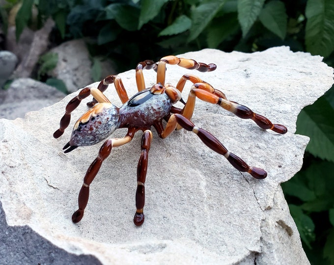 Indian Ornamental Tree Spider, Poecilotheria Regalis, Tree Tarantula ...