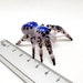 Glass Figurine Jumping Spider, Glass Brown Spider, Handblown Glass ...