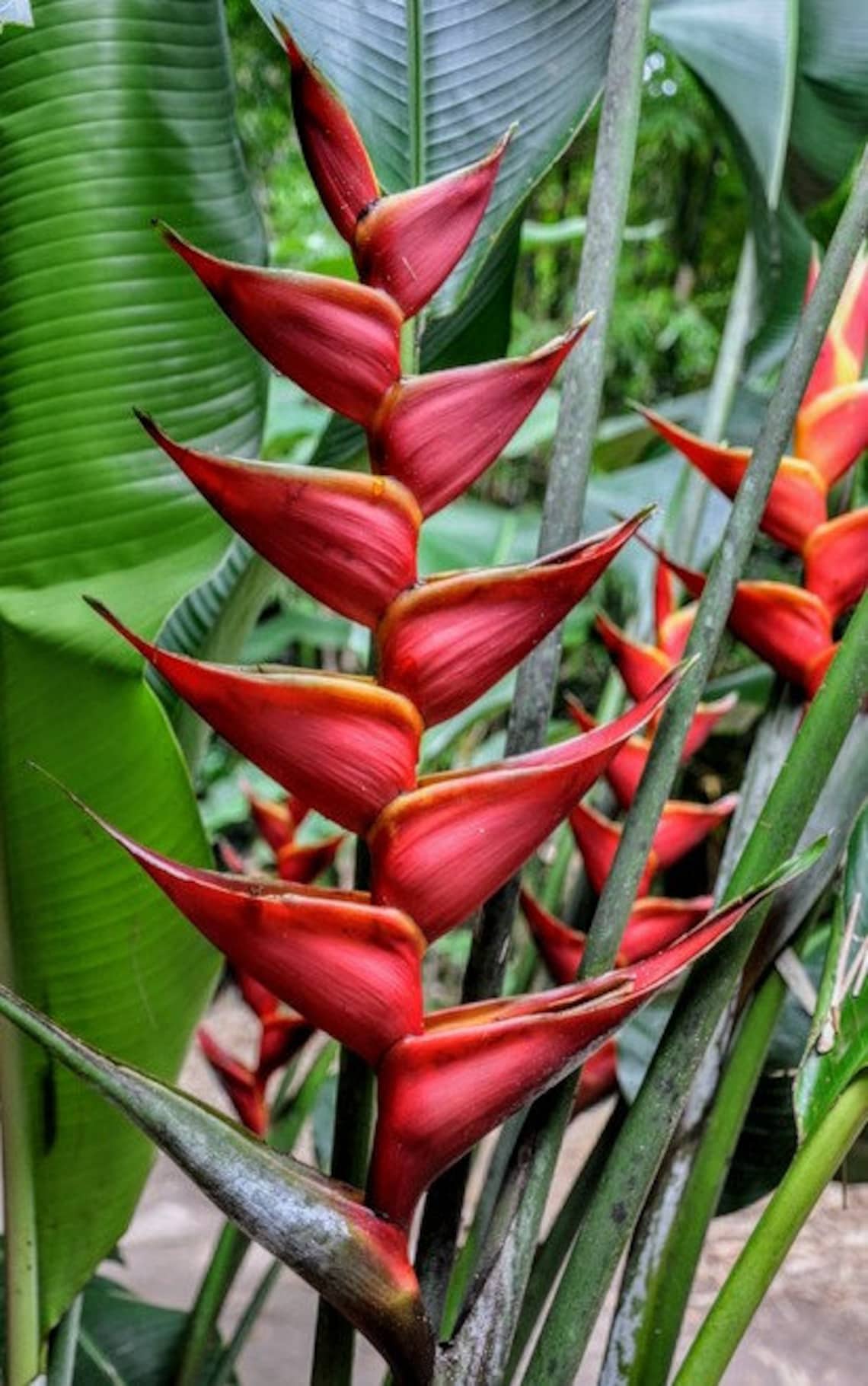 Live Plant Heliconia Criswick Live Plant - Etsy