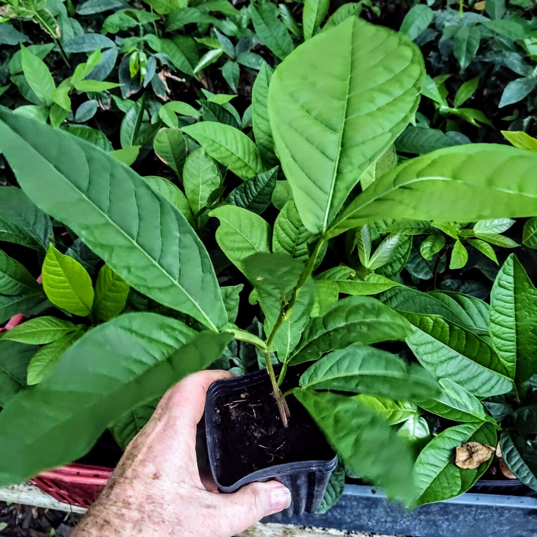 2-ice Cream Bean Inga Trees 2-LIVE TREES!!! - Etsy