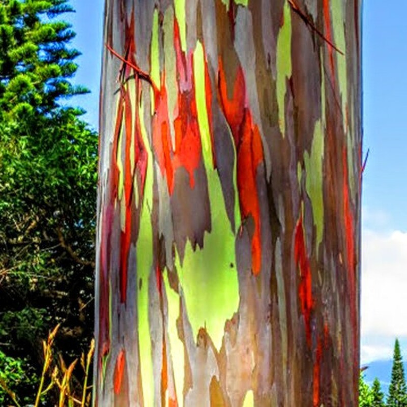 Rainbow Eucalyptus Tree - Etsy