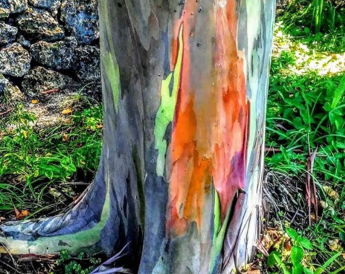 Rainbow Eucalyptus Deglupta, Showy Tropical Tree, 50 Rare Seeds, Bonsai ...
