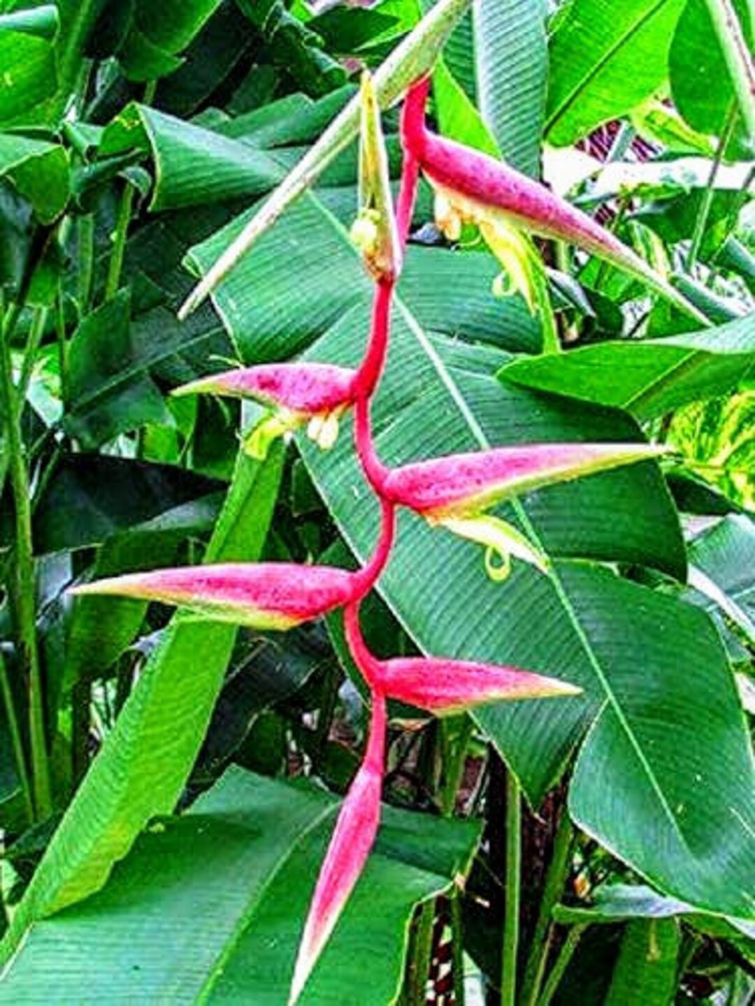 Live Plants Heliconia Chartacea - Etsy