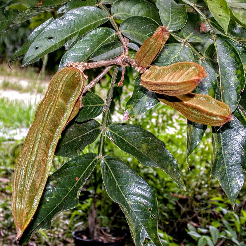 Tree Seed Pods - Etsy