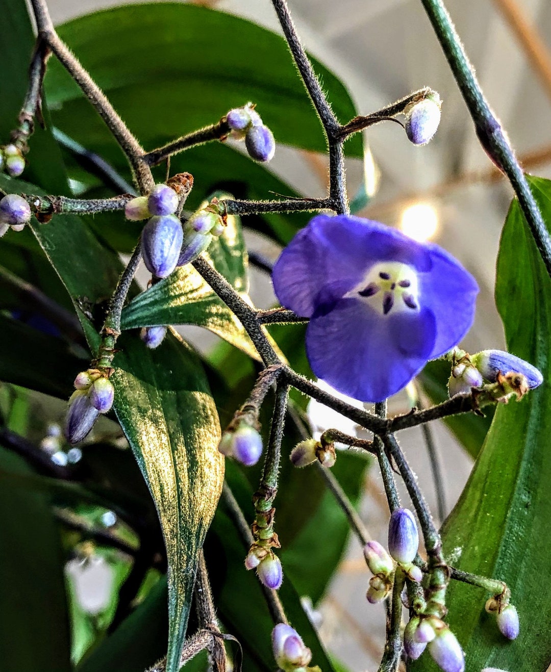 Weeping Blue Ginger LIVE PLANT - Etsy