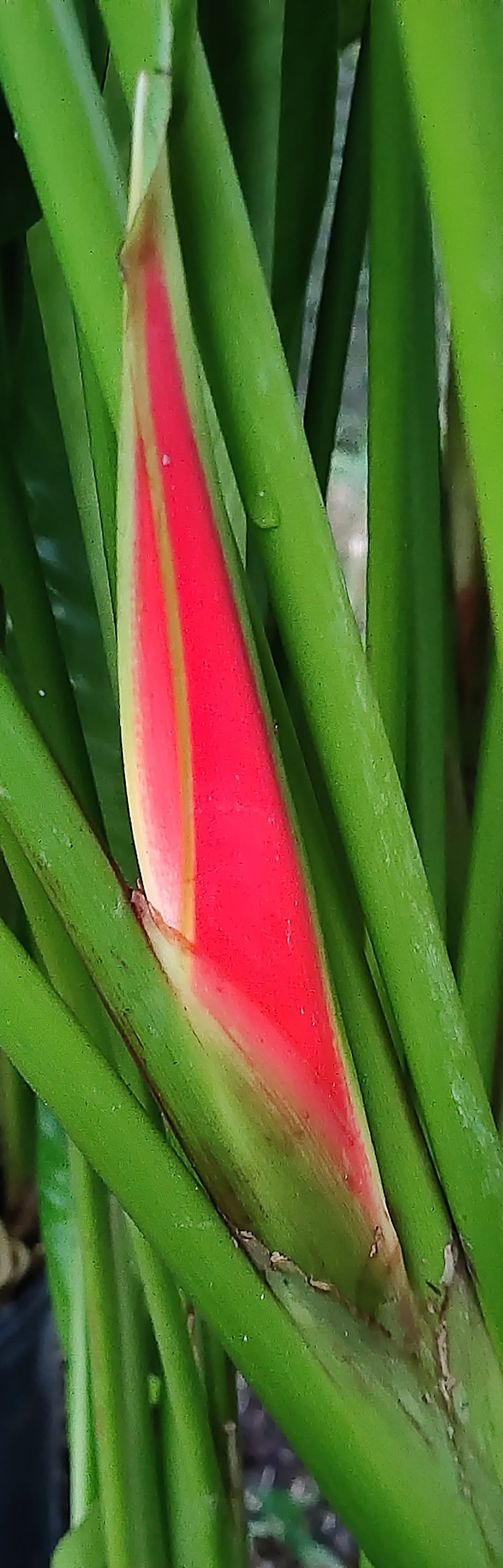 Fresh Rhizome Heliconia Stricta 'firebird' Fresh Rhizome *no Shipping ...