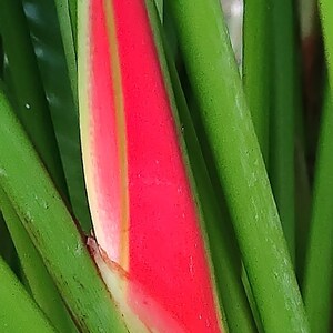 Fresh Rhizome Heliconia Stricta 'firebird' Fresh Rhizome *no Shipping ...