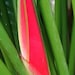 Fresh Rhizome Heliconia Stricta 'firebird' Fresh Rhizome *no Shipping ...