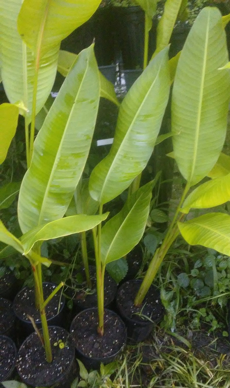 Live Plant Heliconia Jacquinii LIVE PLANT - Etsy