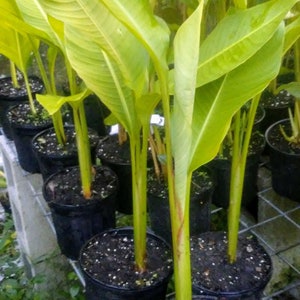 Live Plant Heliconia Jacquinii LIVE PLANT - Etsy