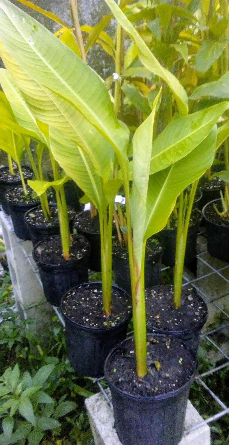 Live Plant Heliconia Jacquinii LIVE PLANT - Etsy